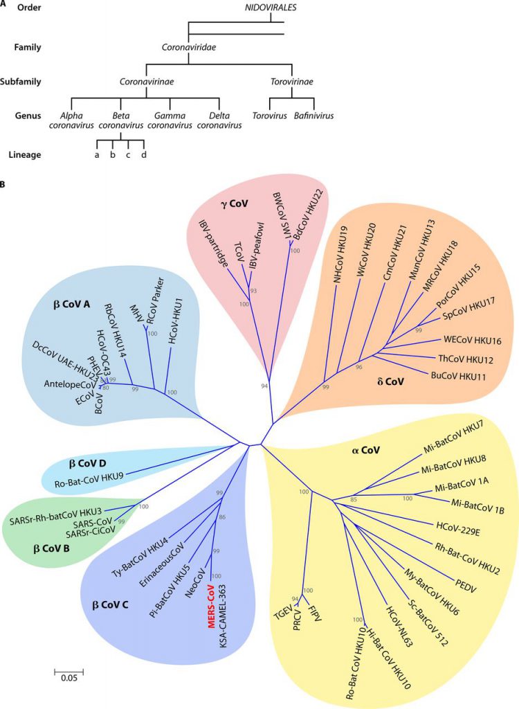 What is Coronavirus ? – Creative Biolabs rAb Blog