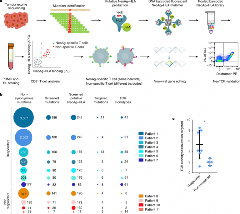 Released! Mechanisms Behind Immune Cells’ Responses to Cancer Cell ...