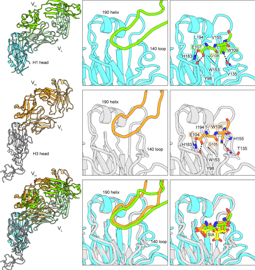 A Breakthrough in Influenza Defense: Discovering Antibodies for Broad ...